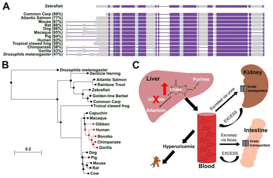 Uricase-Deficient Larval Zebrafish with Elevated Urate Levels ...