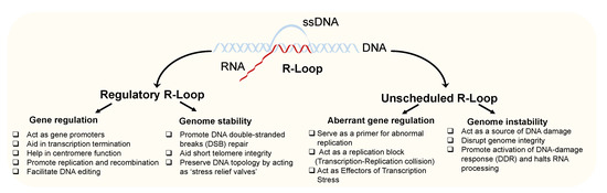 Pathophysiological Role and Diagnostic Potential of R-Loops in Cancer and Beyond