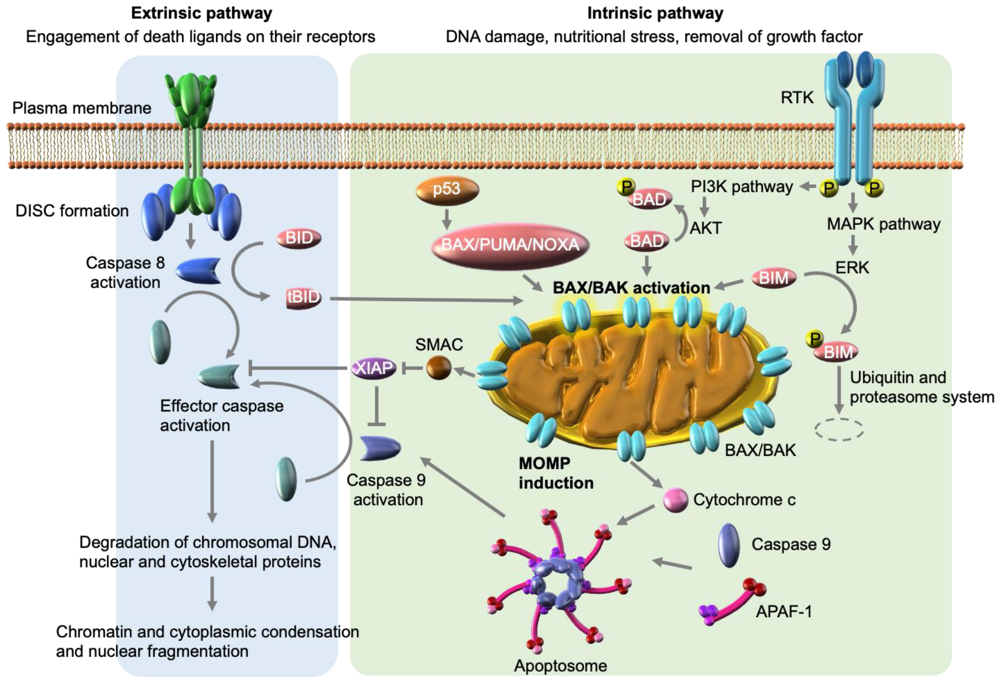 Mechanisms of EGFR-TKI-Induced Apoptosis and Strategies Targeting Apoptosis in EGFR-Mutated Non ...