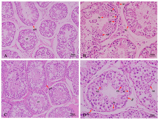 Transcriptomic Study of Spermatogenesis in the Testis of Hu Sheep and ...