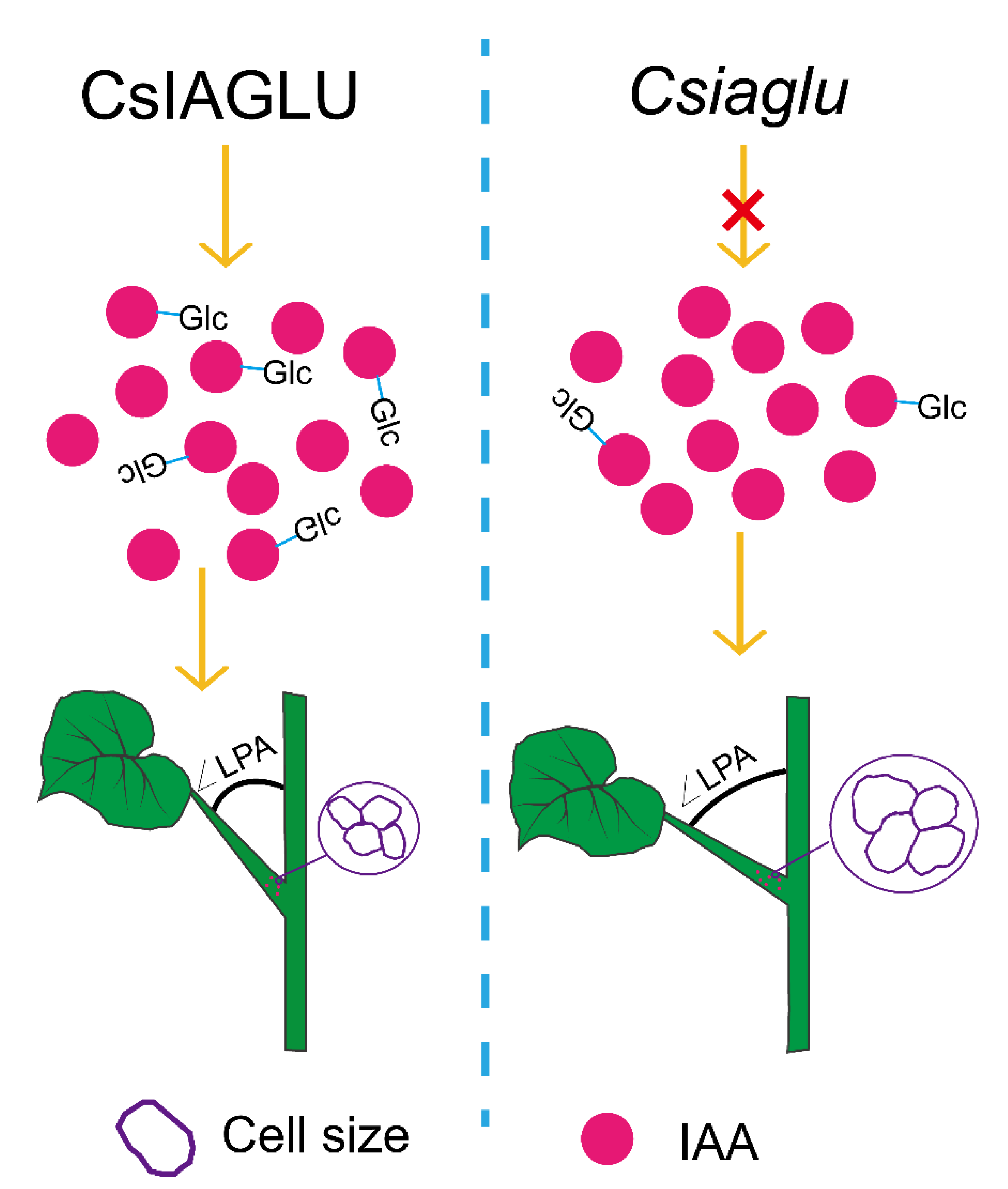 CsIAGLU Regulates the Angle of Leaf Petiole by Affecting Endogenous ...