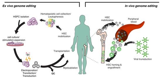 Genes | Free Full-Text | In Vivo Hematopoietic Stem Cell Genome Editing ...