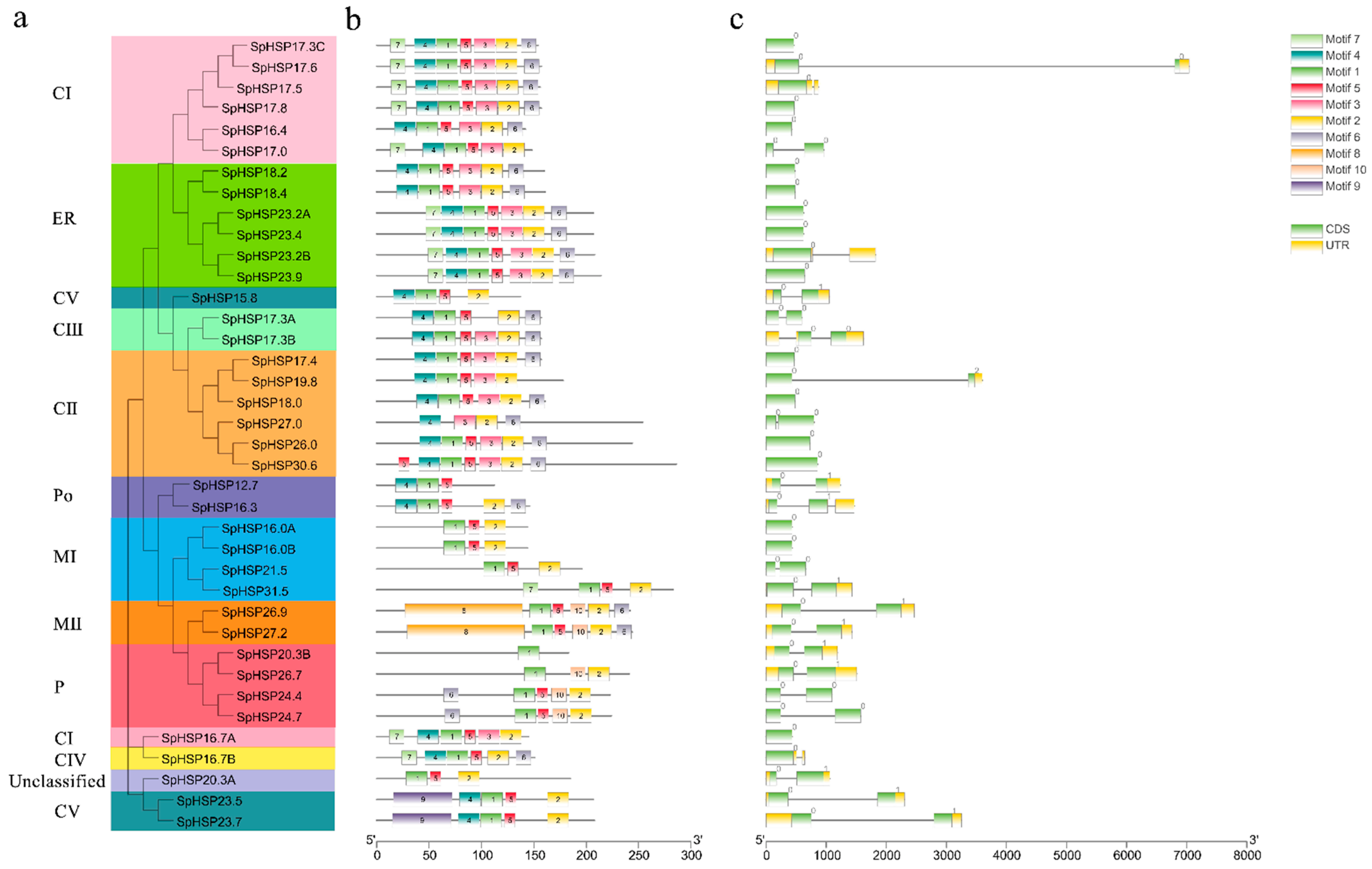 Genes | Free Full-Text | Genome-Wide Identification and Expression ...