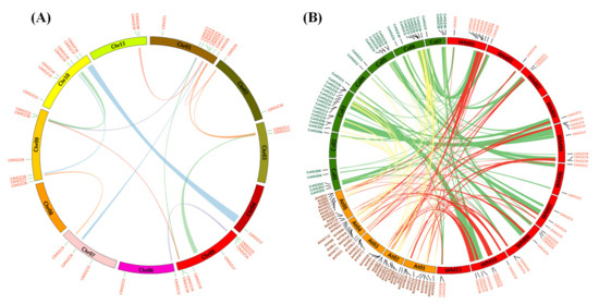 The HD-ZIP Gene Family in Watermelon: Genome-Wide Identification and ...