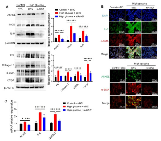 ASH2L Aggravates Fibrosis and Inflammation through HIPK2 in High ...