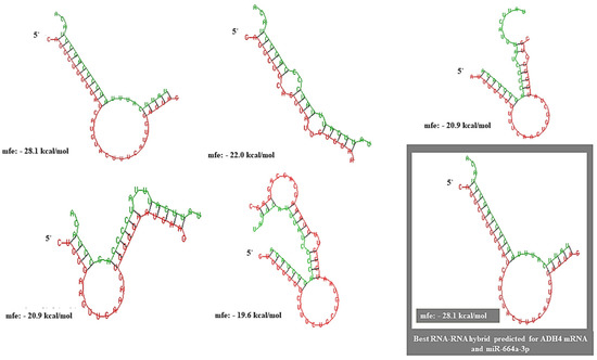 Novel Insights into MEG3/miR664a-3p/ADH4 Axis and Its Possible Role in ...