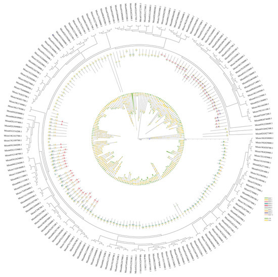 Genome-Wide Identification and Expression Profile of the HD-Zip ...
