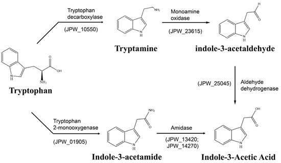 Genomic Analysis of Pseudomonas asiatica JP233: An Efficient Phosphate ...