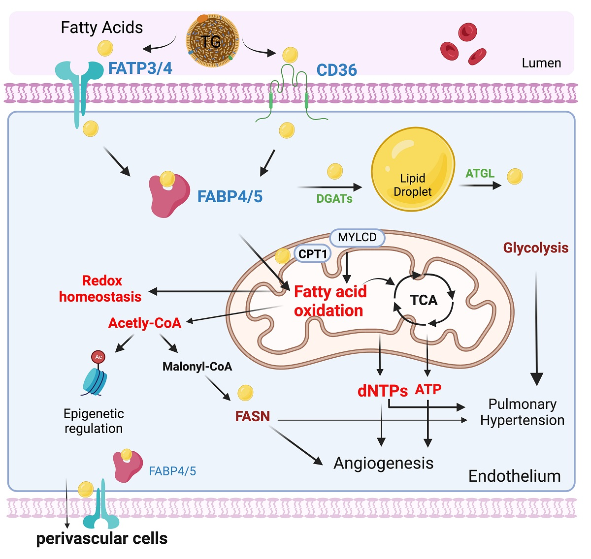 Genes | Free Full-Text | Fatty Acid Metabolism in Endothelial Cell