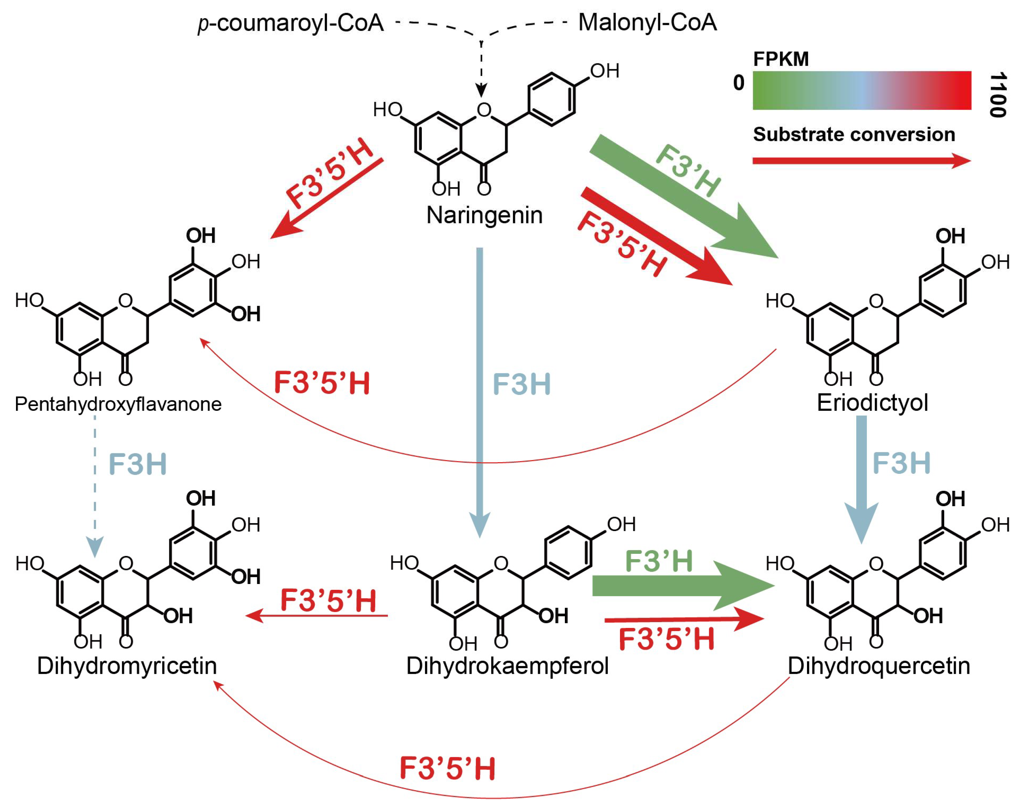 Identification of Hydroxylation Enzymes and the Metabolic Analysis of ...