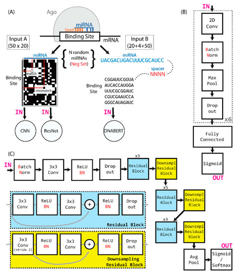 miRBind: A Deep Learning Method for miRNA Binding Classification
