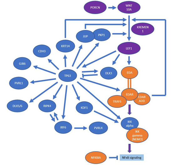Molecular Pathway-Based Classification of Ectodermal Dysplasias: First ...
