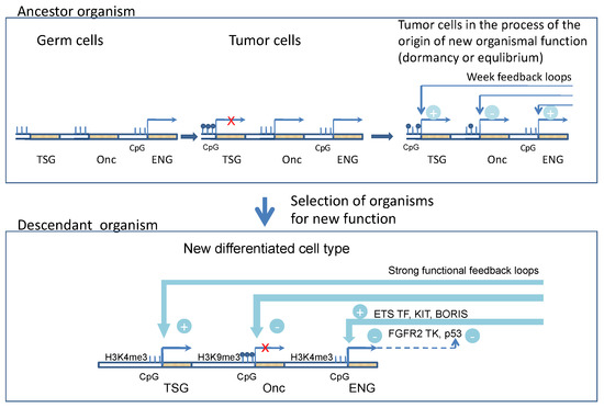 The Theory of Carcino-Evo-Devo and Its Non-Trivial Predictions