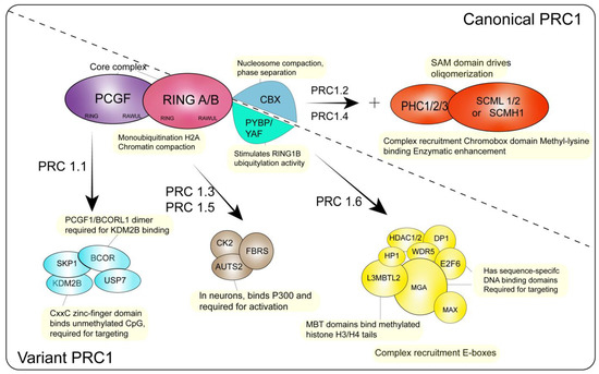 Roles of Polycomb Complexes in the Reconstruction of 3D Genome Architecture during ...
