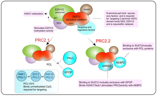 Roles of Polycomb Complexes in the Reconstruction of 3D Genome Architecture during ...