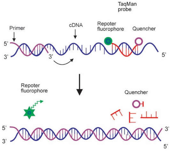 Real-Time Polymerase Chain Reaction: Current Techniques, Applications ...