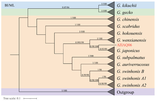 Phylogenetic Analysis and Genetic Structure of Schlegel’s Japanese ...