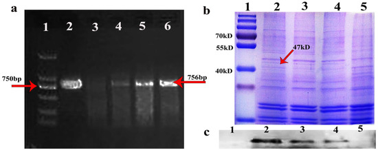 Recombinant Oil-Body-Expressed Oleosin-hFGF5 in Arabidopsis thaliana ...