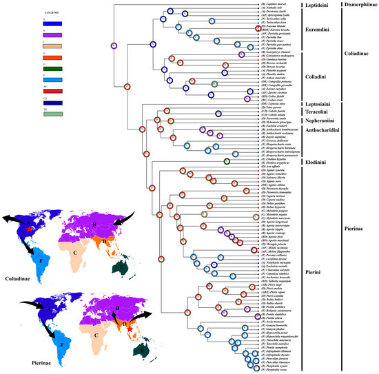 Spatio-Temporal Evolutionary Patterns of the Pieridae Butterflies ...