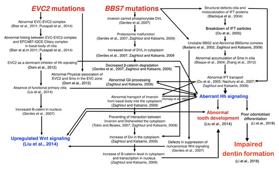 Dental Anomalies in Ciliopathies: Lessons from Patients with BBS2, BBS7 ...