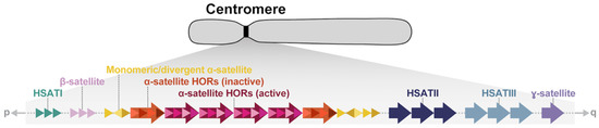 The Dynamic Structure and Rapid Evolution of Human Centromeric ...