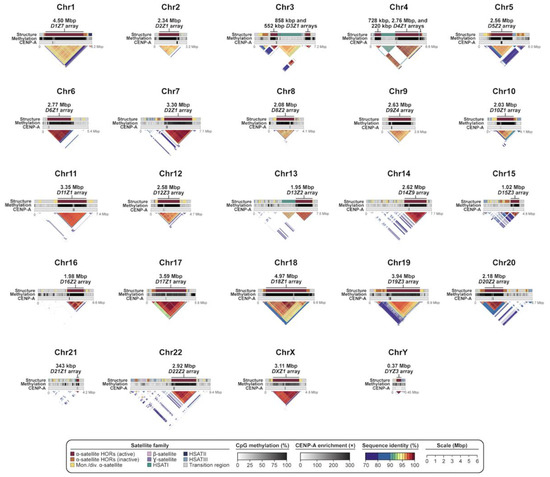 The Dynamic Structure and Rapid Evolution of Human Centromeric ...