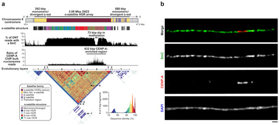 The Dynamic Structure and Rapid Evolution of Human Centromeric ...