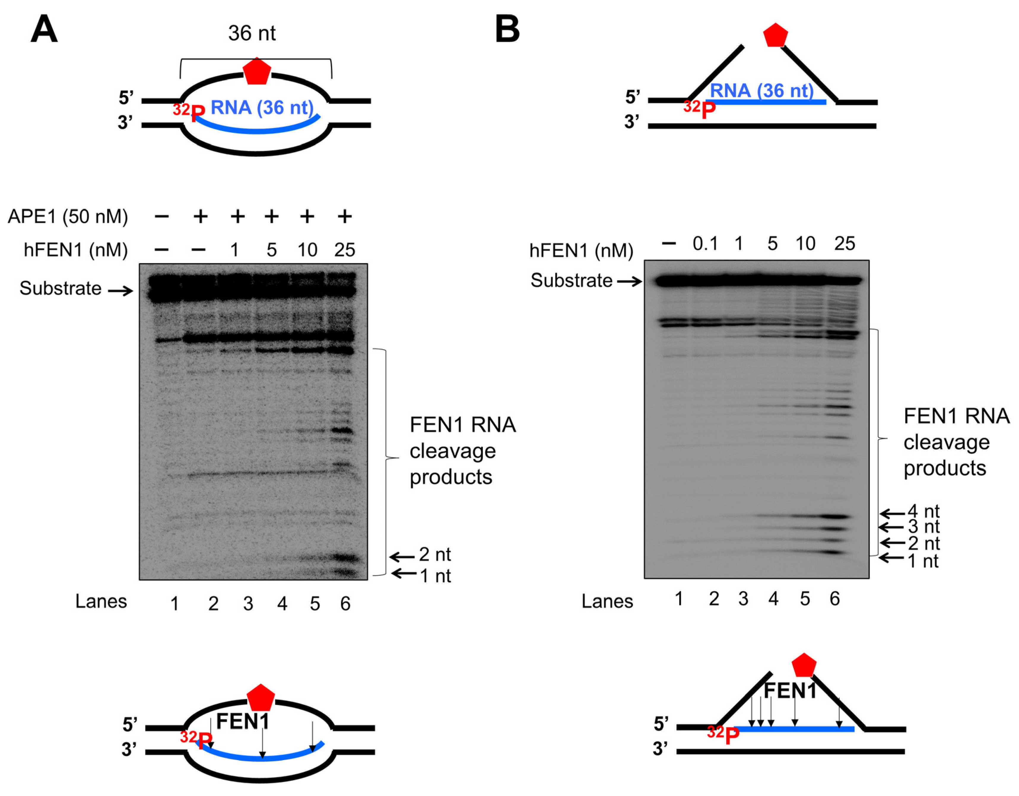 Flap Endonuclease 1 Endonucleolytically Processes RNA to Resolve R ...
