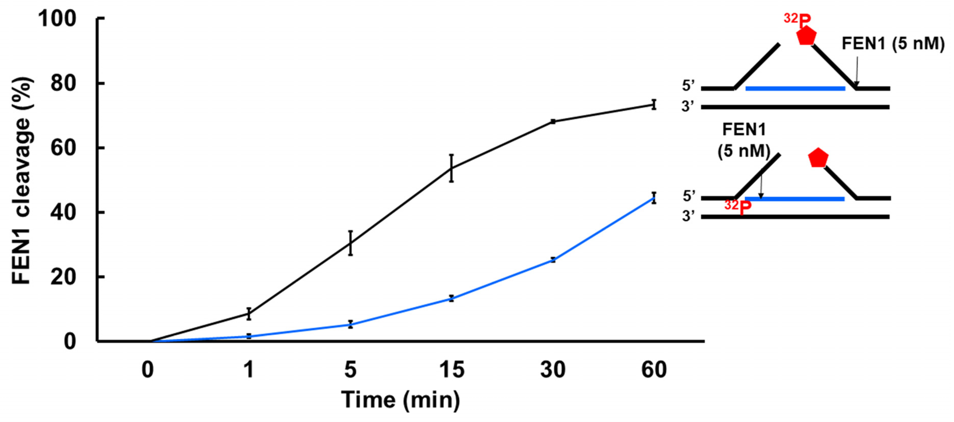 Flap Endonuclease 1 Endonucleolytically Processes RNA to Resolve R ...