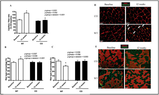 Walking Training Increases microRNA-126 Expression and Muscle ...