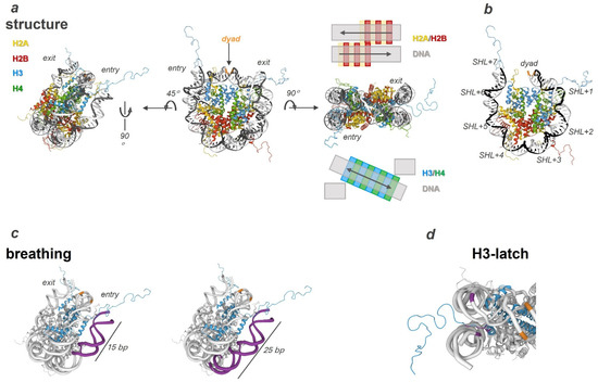 The Role of PARP1 and PAR in ATP-Independent Nucleosome Reorganisation ...
