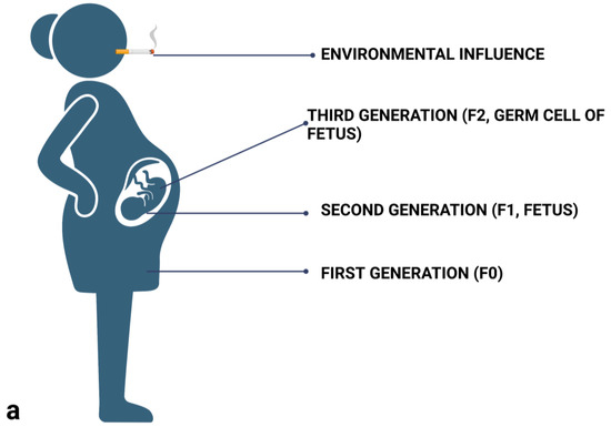 Transgenerational Epigenetic Inheritance of Traumatic Experience in Mammals