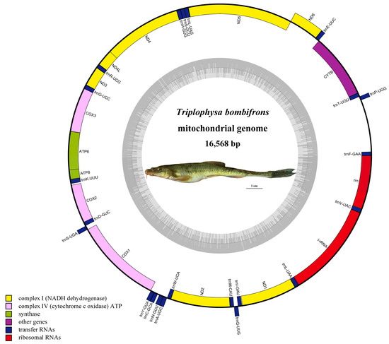 Complete Mitogenome of the Triplophysa bombifrons: Comparative Analysis and Phylogenetic ...