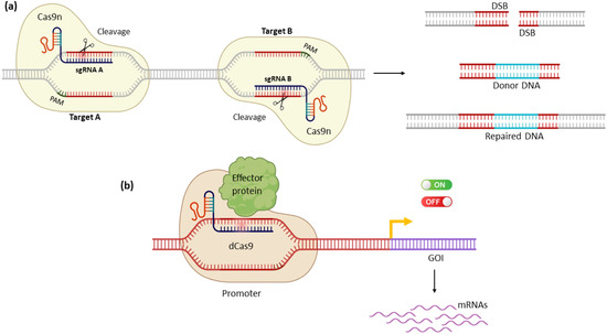 Recent Advances in Genome-Engineering Strategies