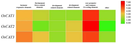 Analysis of CAT Gene Family and Functional Identification of OsCAT3 in Rice