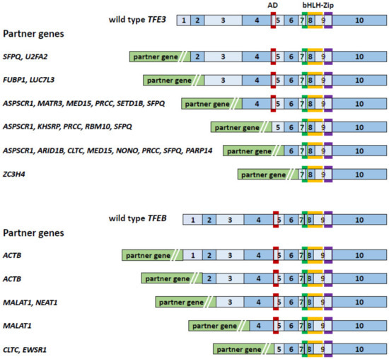 MiT/TFE Family Renal Cell Carcinoma