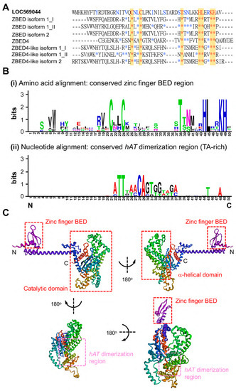 Genomic Structure, Protein Character, Phylogenic Implication, and ...