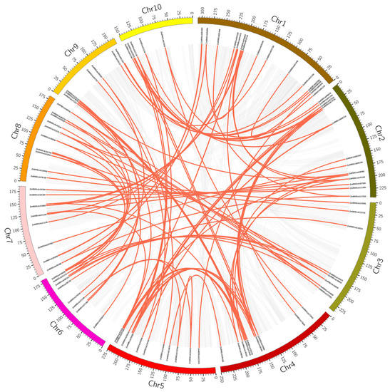 Genes | Free Full-Text | Wide-Range Portrayal of AP2/ERF Transcription ...