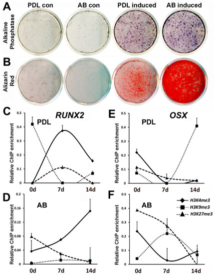 Epigenetic Repression of RUNX2 and OSX Promoters Controls the Nonmineralized State of the ...