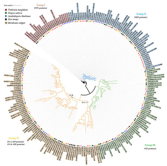 Genome-Wide Analysis of Aquaporin Gene Family in Triticum turgidum and Its Expression Profile in ...