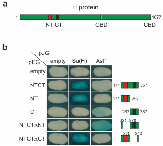 Genetic and Molecular Interactions between HΔCT, a Novel Allele of the ...