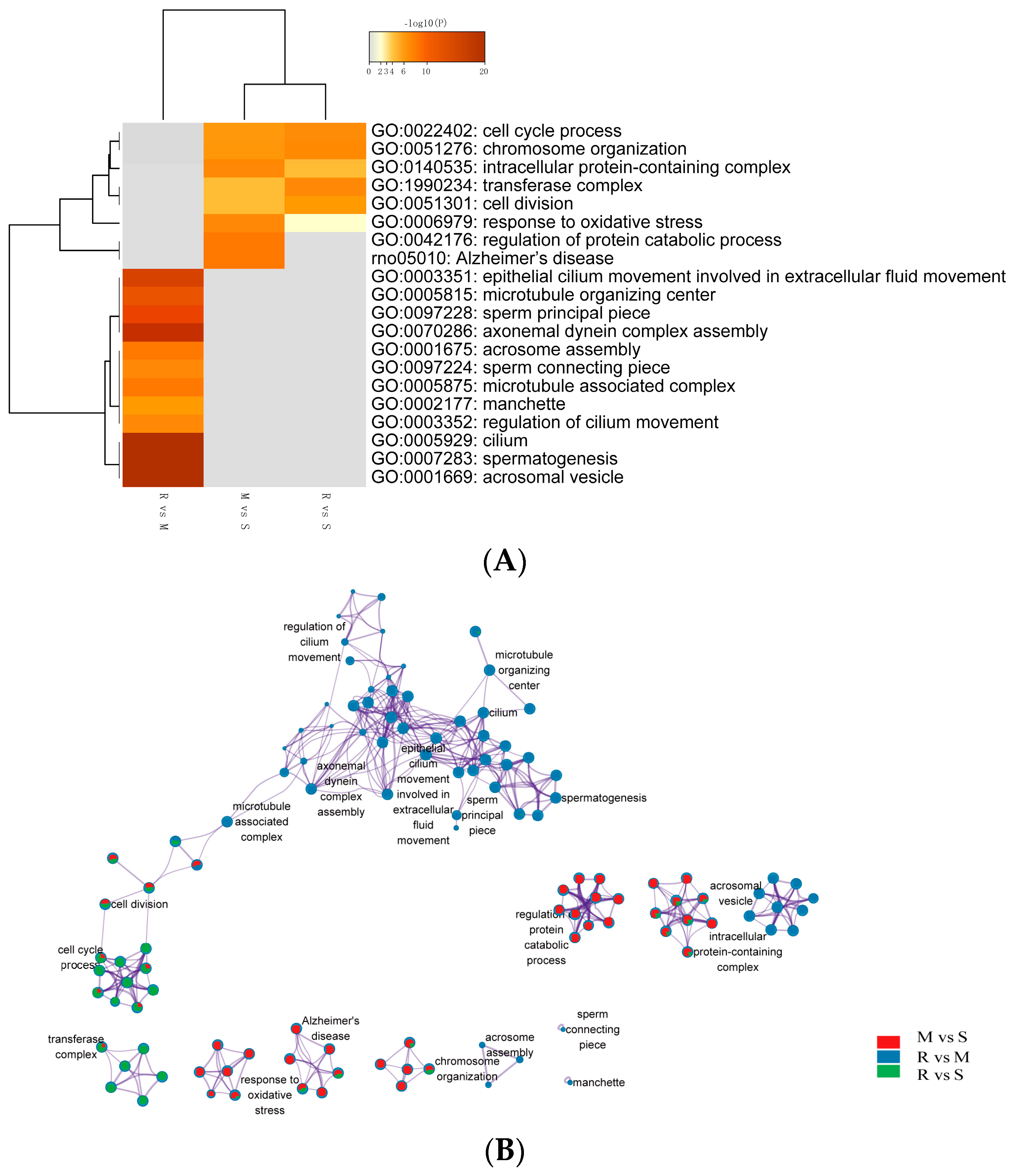 Transcriptome Profiling of Developing Testes and First Wave of ...