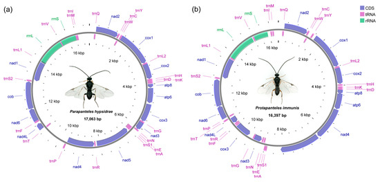 The Mitochondrial Genomes of Two Parasitoid Wasps Protapanteles immunis ...