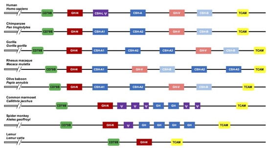 Gene Content and Coding Diversity of the Growth Hormone Loci of Apes