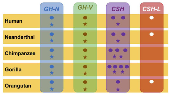 Gene Content and Coding Diversity of the Growth Hormone Loci of Apes