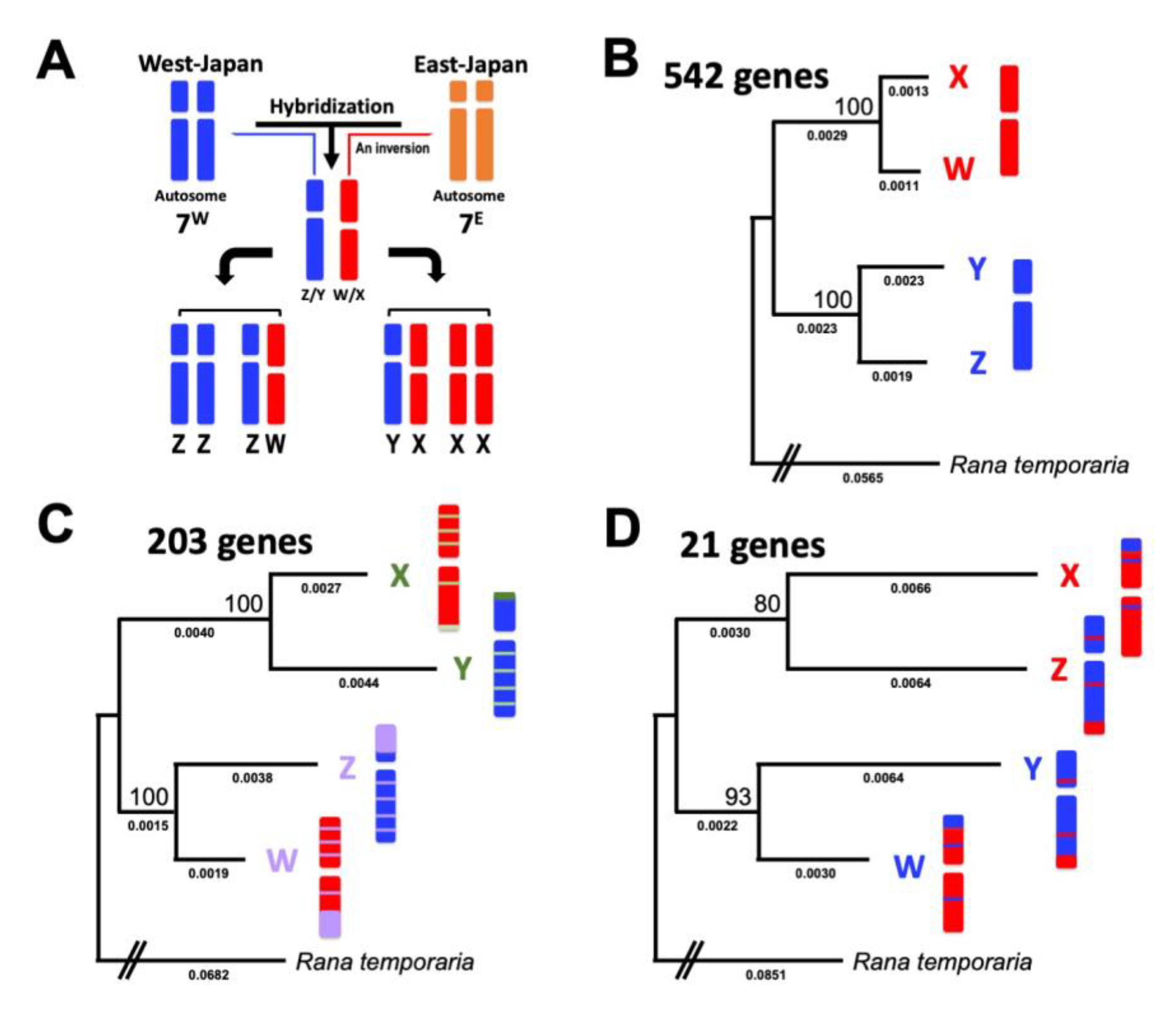 Genes Free Full Text Parallel Evolution Of Sex Linked Genes Across