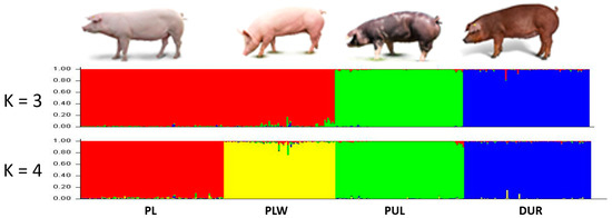 Genetic Diversity and Population Structure of the Native Pulawska and ...