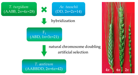 Genetic Improvement and Application Practices of Synthetic Hexaploid Wheat