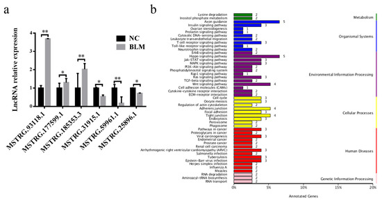 DNA Double-Strand Break-Related Competitive Endogenous RNA Network of ...