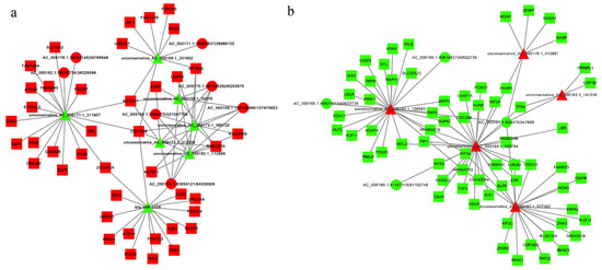 DNA Double-Strand Break-Related Competitive Endogenous RNA Network of ...